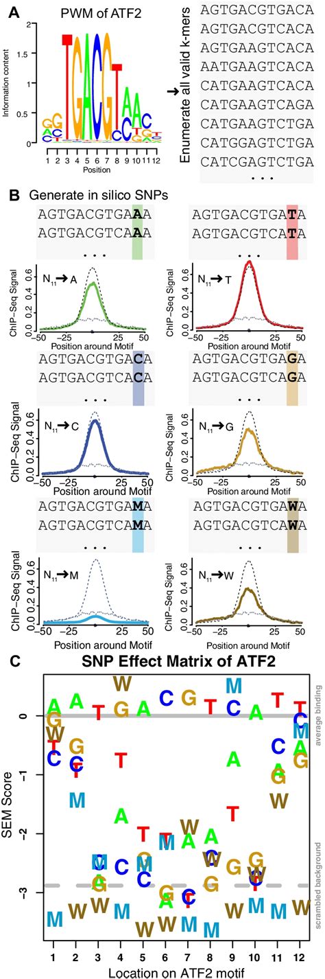 Sem Pipeline With Methylation Predicts The Effect Of Methylation On Download Scientific Diagram