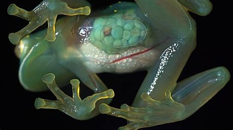 These Frogs Have See Through Skin