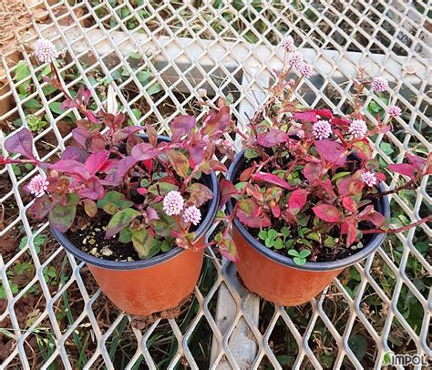 갯모밀 물들었어요 노지월동 야생화 허브 수생식물 채소 동백 심폴