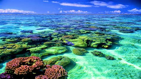 200 Coral Wallpapers