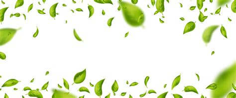 녹색 비행 잎 프레임 유기 화장품 패턴 경계 신선한 차 배경 잎이 떨어집니다 파도 단풍 장식품 비건 에코 바이오 디자인 요소 미용 제품 벡터 일러스트 레이 션 0에 대한