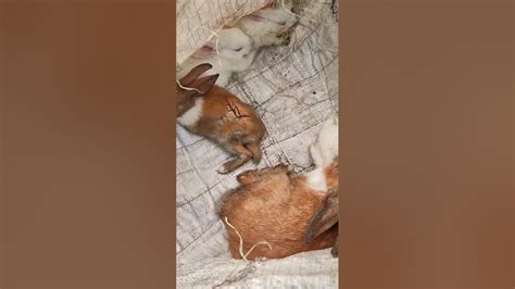 Shorts খোরগোস Youtube