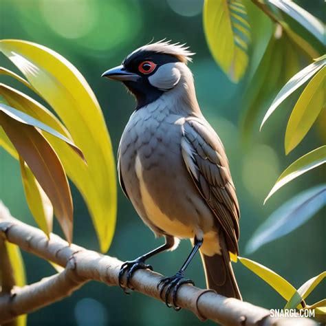 Bulbul Information About Bulbul Birds Snargl