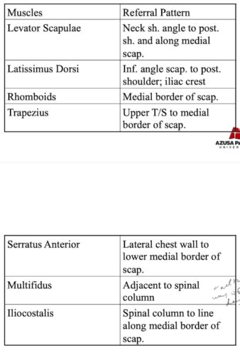 Thoracic Spine Flashcards Quizlet