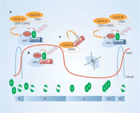The Heart Of The Cycle Nature
