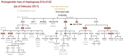 Phylogenetic Tree Of Haplogroup R1b S28 U152 Y Dna Eupedia Phylogenetic Tree Dna History Dna