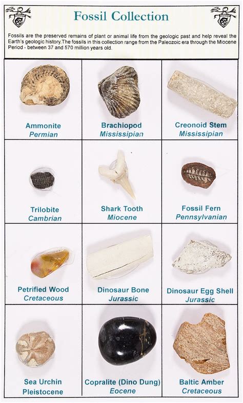 Lot FOSSIL COLLECTION