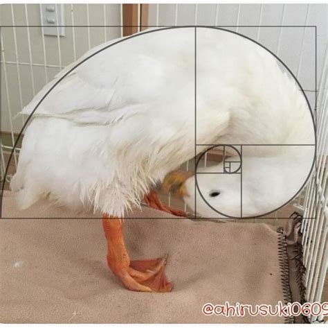 Again The Fibonacci Sequence Repeats Itself In Nature Beautiful Scrolller