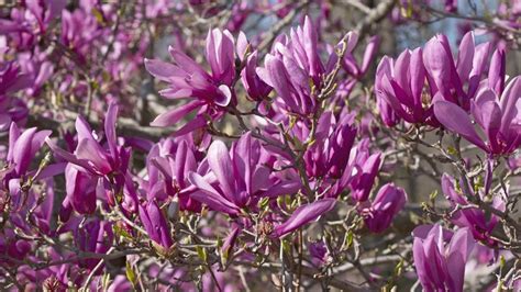 How To Grow A Ginkgo Tree Expert Advice From A Gardener Homes And