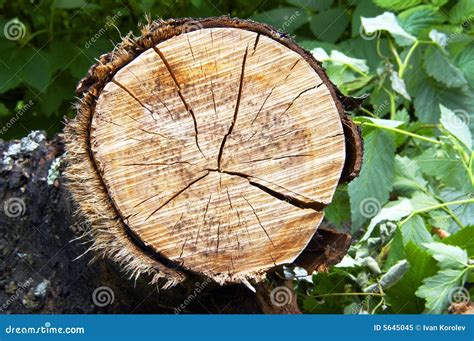 Tree Stub Stock Image Image Of Crack Insert Adversity 5645045
