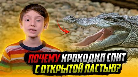 Почему крокодил спит с открытой пастью? - YouTube