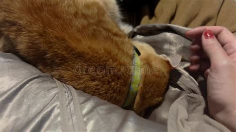 Adorable Ginger Kitty Cat Lying On Human Pov Caressing And Stroking