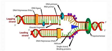 Tái bản DNA Sinh Học Phân Tử