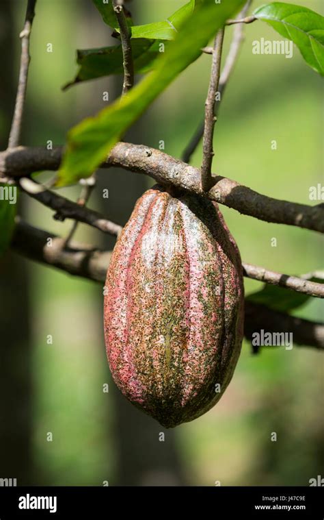 A Cocoa Pod Containing Cocoa Beans Used For Making Chocolate On A Theobroma Cacao Tree Grenada