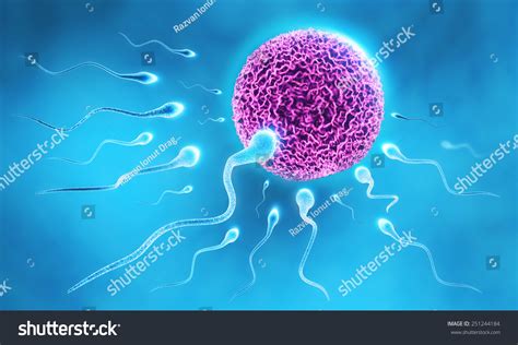 Ovum Sperm Images Stock Photos Vectors Shutterstock
