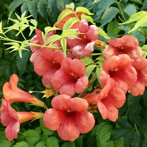 Milin Amerykański Florida Zachwycający Egzotyczny • Cena Opinie • Rośliny Pnące 13269205276