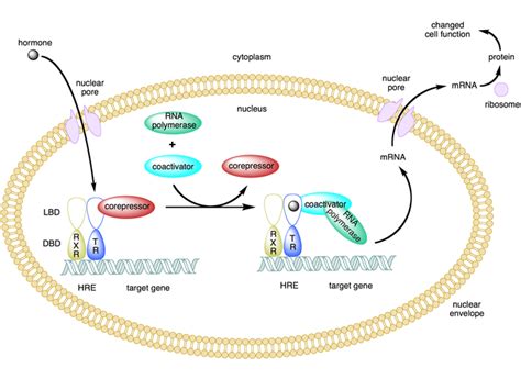 152b Hormone Receptors Medicine Libretexts