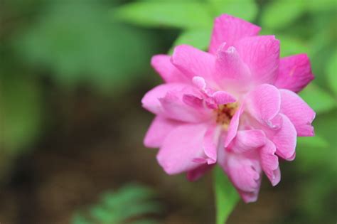 유쾌한 영감 핑크 장미 꽃 정원에서 최고의 볼 수 있습니다 소프트 포커스입니다 자연 배경 텍스트 또는 Word에 대 한 공간입니다 어두운 핑크 로즈는 감사 감사와 감사의