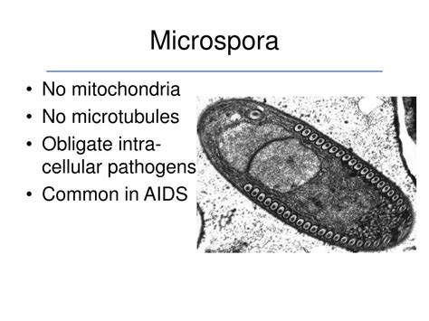Ppt Eukaryotes And Viruses Powerpoint Presentation Free Download