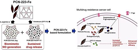 Synthesis Of Pcn 223 Fe L Arg And Pcn 223 Fe Cpt 11 To Suppress Tumor Download Scientific