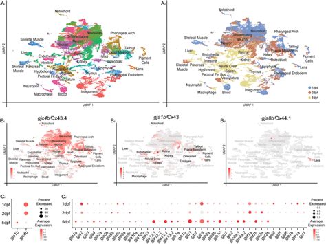 ScRNA Seq Dataset Of Zebrafish Organogenesis And Connexin Expression Download Scientific