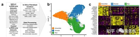 成纤维细胞又发高分文章啦！ 知乎