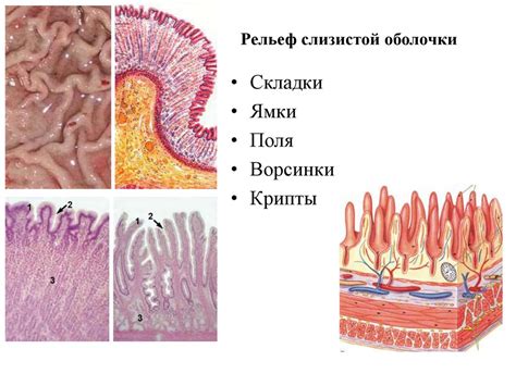 1 часть Слизистые оболочки органов ротовой полости 2022 Online Presentation