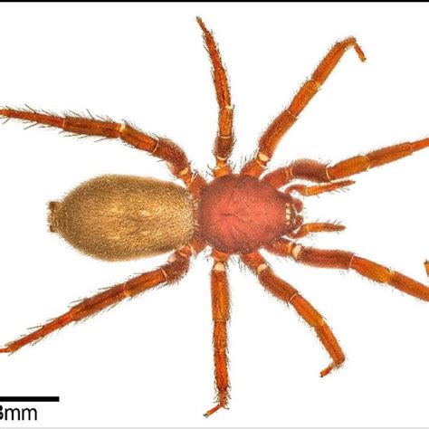 Zelotes subterraneus (C.L. Koch, 1833) ♀. Habitus, dorsal view ...