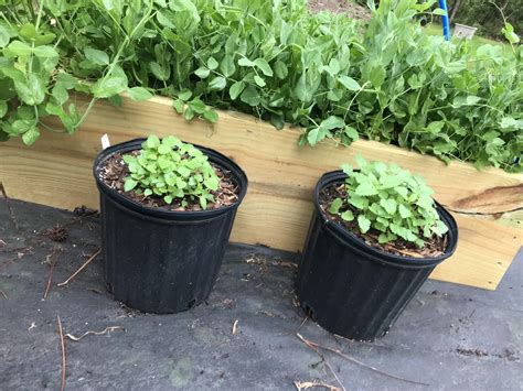 9a Catnip Against Aphids The Left Was Grown With Good Dirt The Right