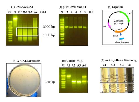 Metagenome Library Construction And Functional Screening Of