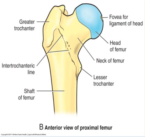 Pelvis Hip And Femur Anatomy Flashcards Quizlet