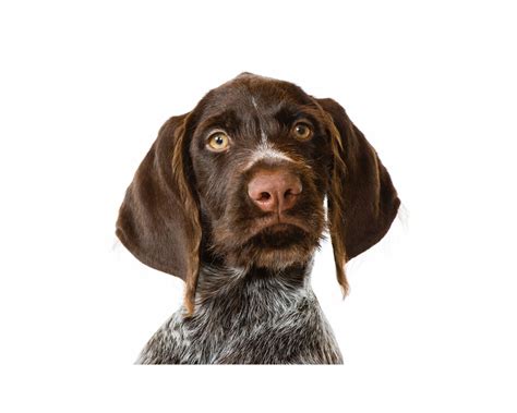 German Wirehaired Pointer Washington