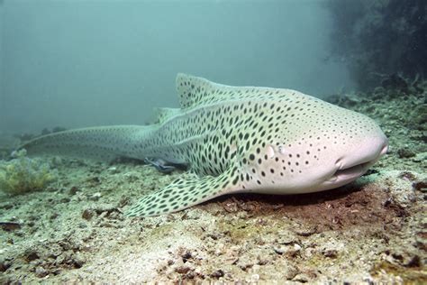 Leopard Shark
