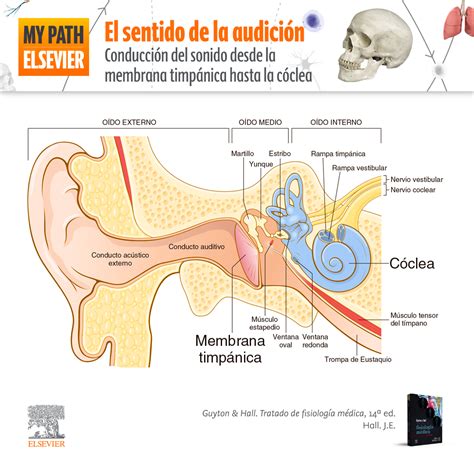 Oído De La Membrana Timpánica