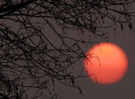 Sun Behind Tree Editorial Stock Photo Stock Image Shutterstock