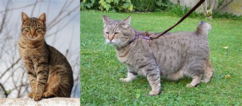 Tabby Vs Pixie Bob Breed Comparison Mycatbreeds