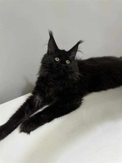 Ayşe Arık Line Maine Coon 1120015
