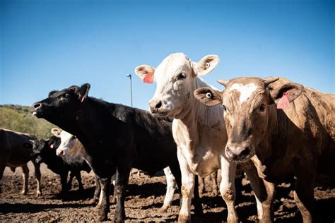 Angus Holstein Crosses Perform Well In Feedlot Trial Livestock News