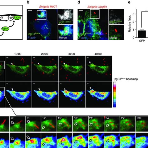 Bacterial Effector Protein Localization In Yeast Subcellular Download Scientific Diagram