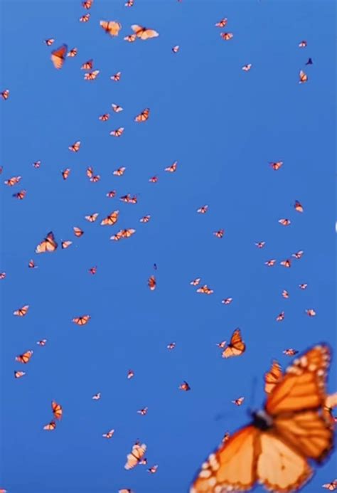 Blue Butterfly Background Butterfly Background Blue Butterfly Eu Flag