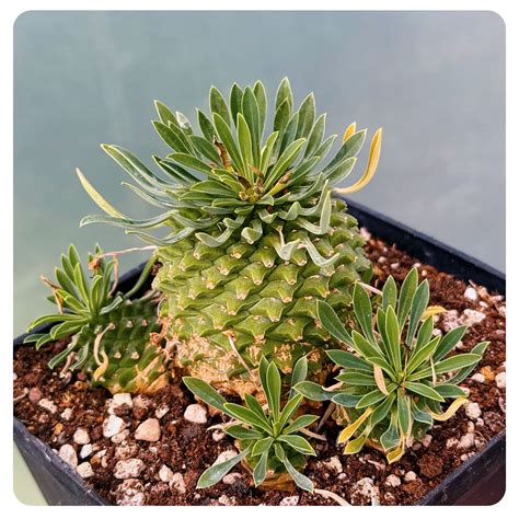 Delicious Succulents And Cacti Orbea Conjuncta Vaso5 Stock 1 15€ Facebook