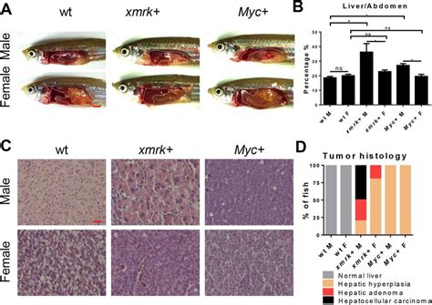 Characterization Of Sex Disparity In Xmrk And Myc Induced HCC Download Scientific Diagram