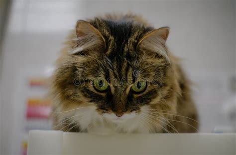 close up a cute cat at a veterinarian s appointment saw something