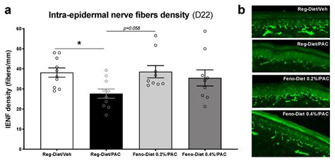 Fenofibrate Diet Mitigates The Reduction In Intra Epidermal Nerve Fiber Download Scientific
