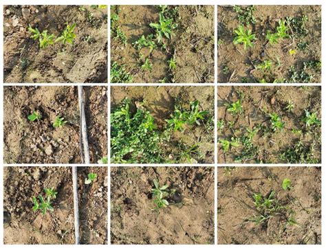 Fcb Yolov8s Seg A Malignant Weed Instance Segmentation Model For