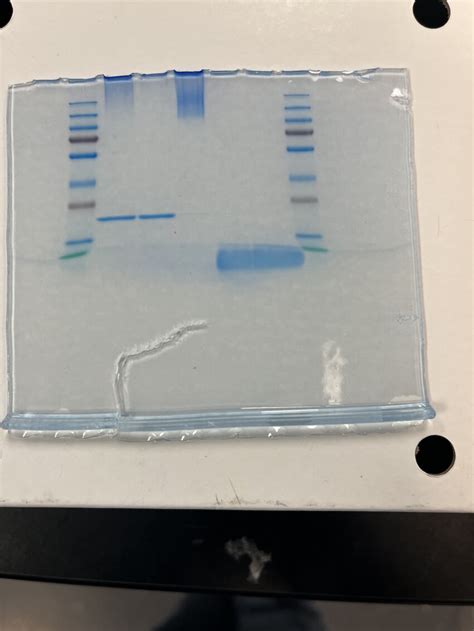 SDS PAGE Trouble Shooting ResearchGate