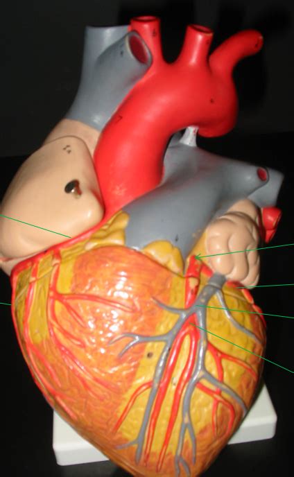 Heart 2 Diagram Quizlet