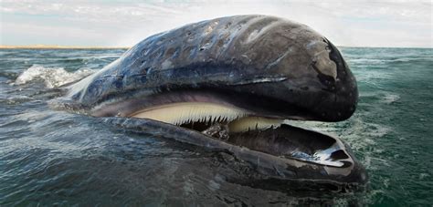 Blue Whale Teeth