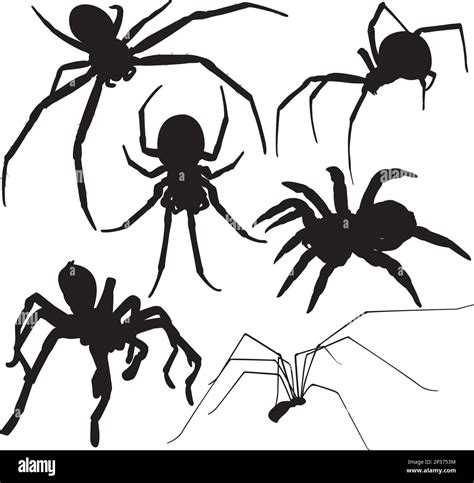 Spider Vector Silhouettes Layered Fully Editable Stock Vector Image
