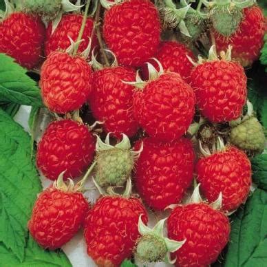 Latham” Raspberry Alaska Fruits And Berries